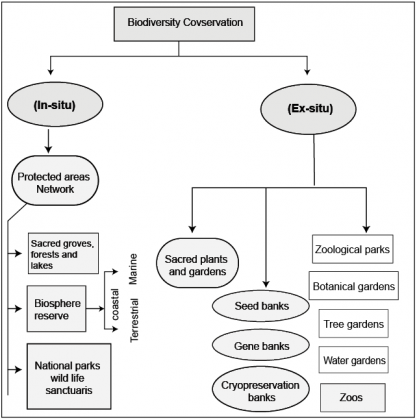 Conservation of Biodiversity: Types, Measures & More