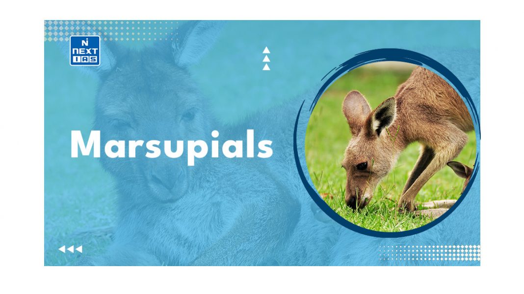 Marsupials: Key Characteristics, Peculiar Behaviors & More