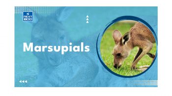 Marsupials: Key Characteristics, Peculiar Behaviors & More