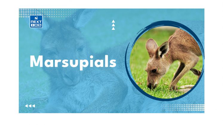 Marsupials: Key Characteristics, Peculiar Behaviors & More