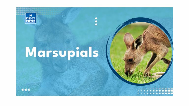 Marsupials: Key Characteristics, Peculiar Behaviors & More