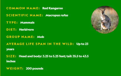 Marsupials: Key Characteristics, Peculiar Behaviors & More