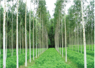 Social Forestry: Meaning, Objectives, Types & More