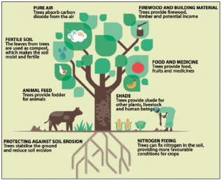 Social Forestry: Meaning, Objectives, Types & More
