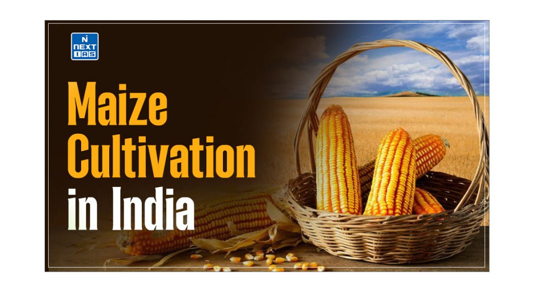 Maize Cultivation in India: Conditions, Distribution, & Importance