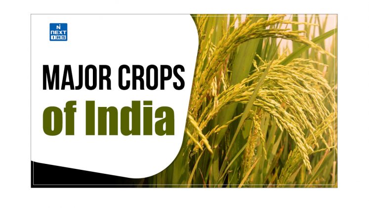 Major Crops of India: Rice, Wheat, Maize & More