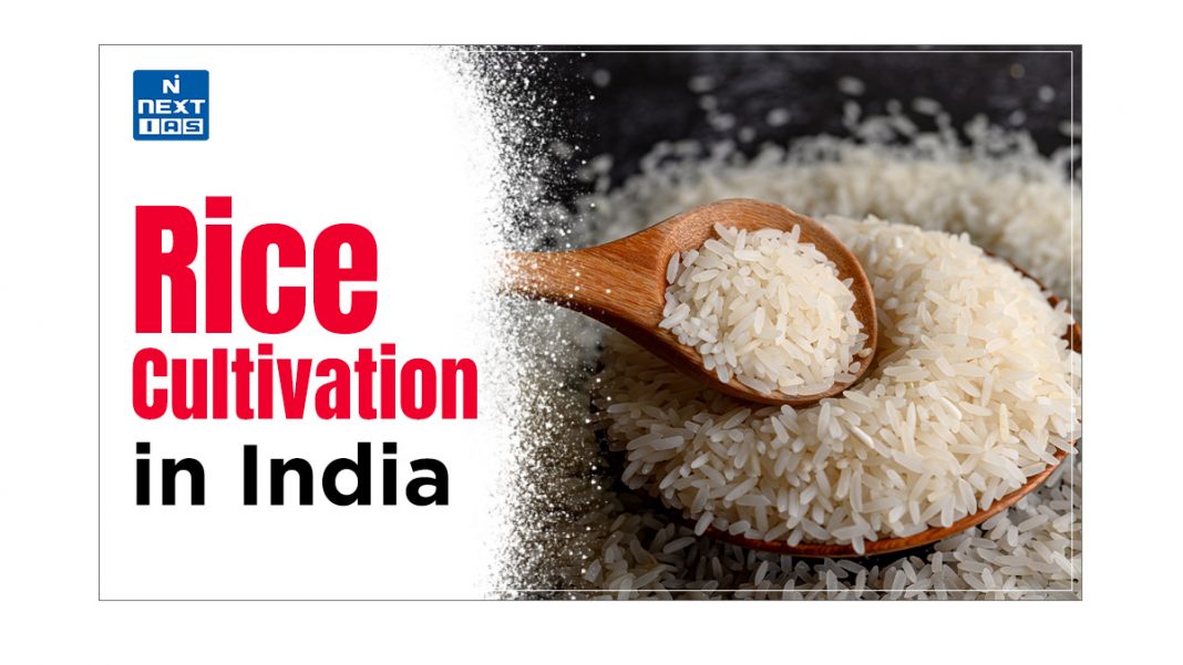 Rice Cultivation in India: Types, Climatic Conditions & More