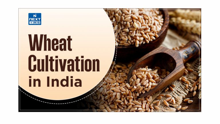 Wheat Cultivation in India: Climatic Conditions, Distribution & Importance