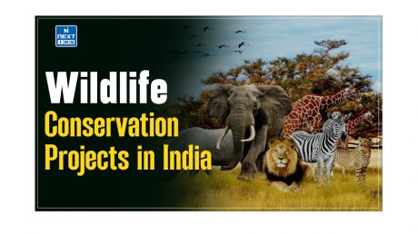 Wildlife Conservation Projects in India: A Detailed Guide