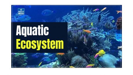 Aquatic Ecosystem: Meaning, Types & More