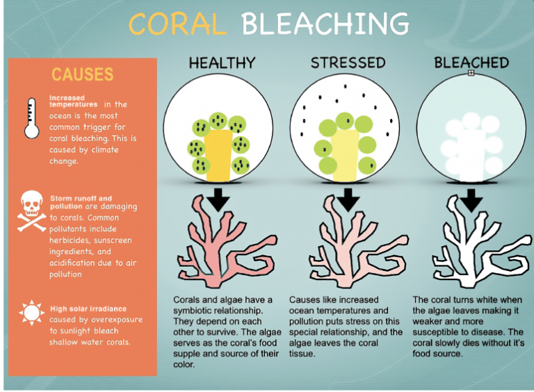 Coral Reefs: Formation, Importance & Major Threats