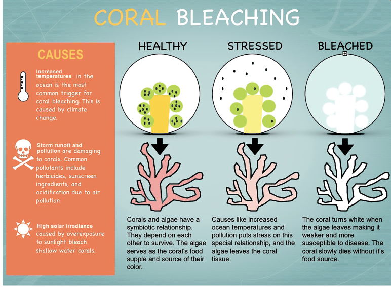 Coral Reefs: Formation, Importance & Major Threats
