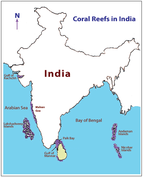 Coral Reefs: Formation, Importance & Major Threats