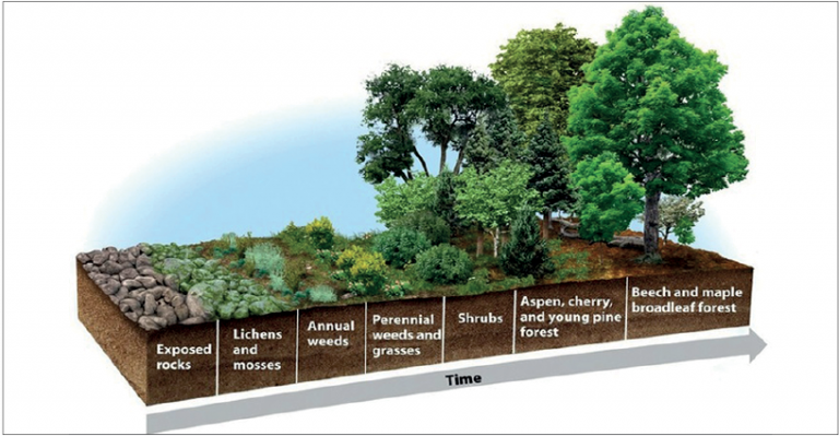 Ecological Succession: Meaning, Types & More
