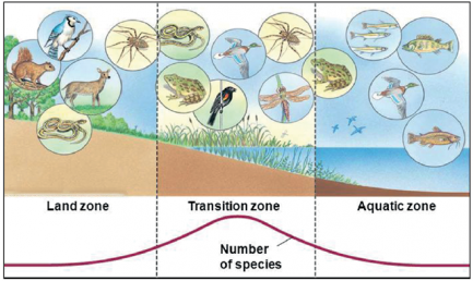 Ecosystem: Meaning, Components, Types & Functions