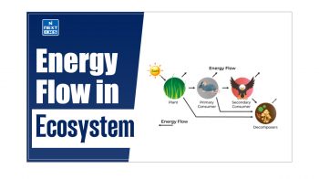 Energy Flow in Ecosystem: Food Chain & Web