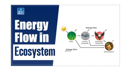 Energy Flow in Ecosystem: Food Chain & Web