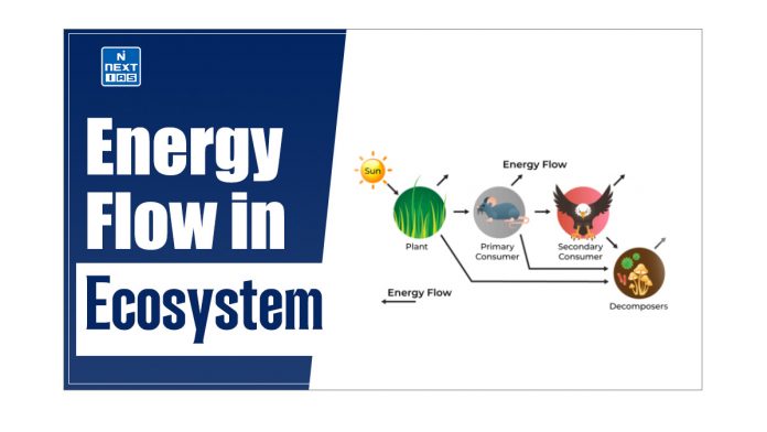 Energy Flow in Ecosystem: Food Chain, Food Web & More