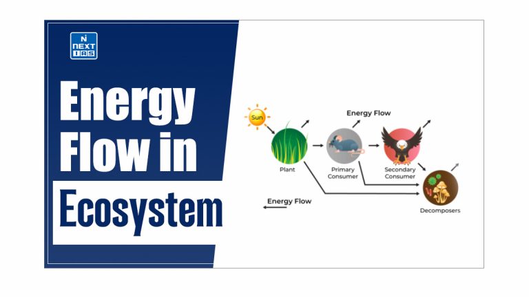 Energy Flow in Ecosystem: Food Chain, Food Web & More