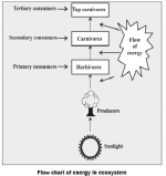 Energy Flow in Ecosystem: Food Chain & Web