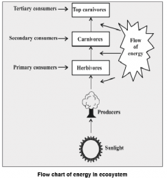 Energy Flow in Ecosystem: Food Chain, Food Web & More