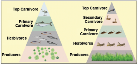 Energy Flow in Ecosystem: Food Chain & Web