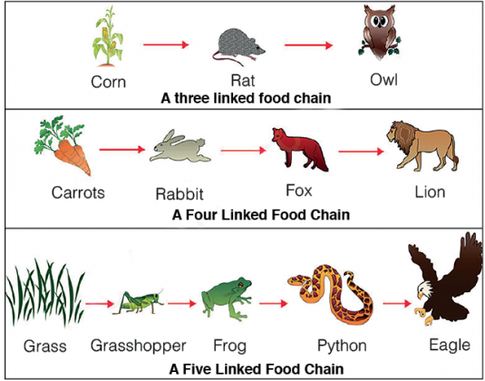 Energy Flow in Ecosystem: Food Chain, Food Web & More
