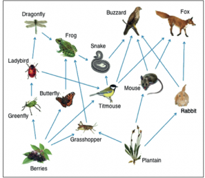 Energy Flow in Ecosystem: Food Chain & Web