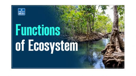 4 Major Functions of Ecosystems: Comprehensive Explanation