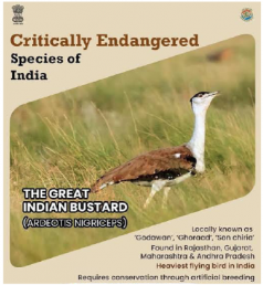 Project Great Indian Bustard (Project GIB)
