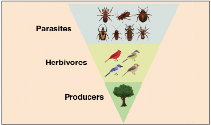 Energy Flow in Ecosystem: Food Chain & Web