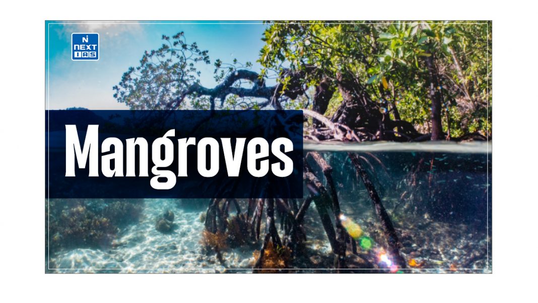 Mangroves: Features, Distribution, Significance & Threats