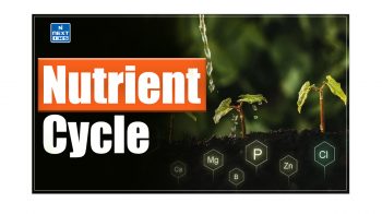 Nutrient Cycles: Carbon, Nitrogen, Water, Sulphur & More