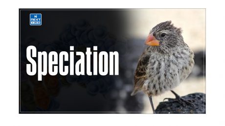 Speciation: Meaning and Related Concepts