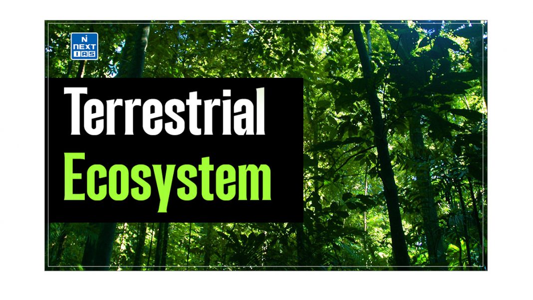 Terrestrial Ecosystem: Meaning, Types & More