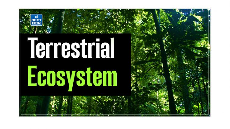 Terrestrial Ecosystem: Meaning, Types & More