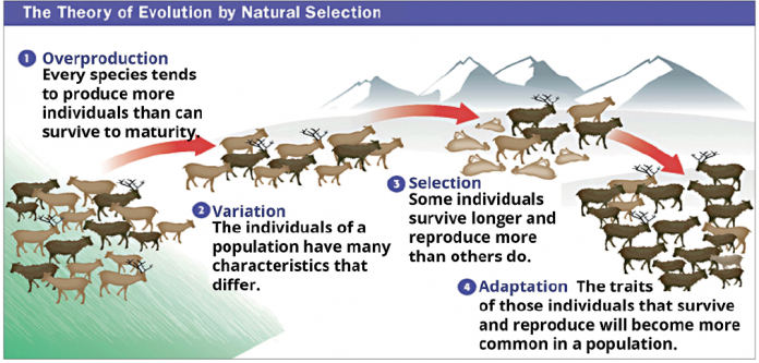 Speciation: Meaning and Related Concepts