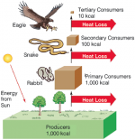 Energy Flow in Ecosystem: Food Chain, Food Web & More