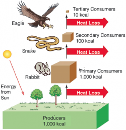 Energy Flow in Ecosystem: Food Chain, Food Web & More