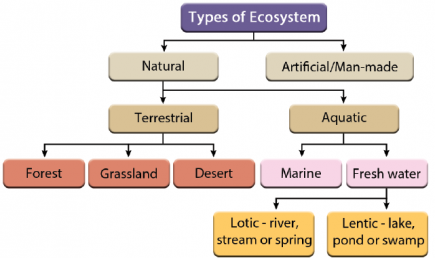 Ecosystem: Meaning, Components, Types & Functions