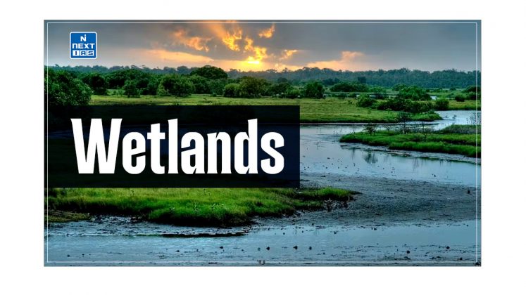 Wetlands: Functions, Importance, Conservation & More