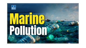Marine Pollution: Causes, Effects, Control Measures & More