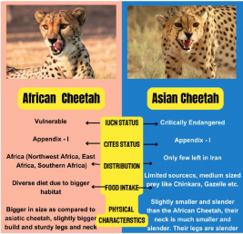 Project Cheetah in India