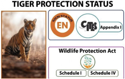 Project Tiger in India