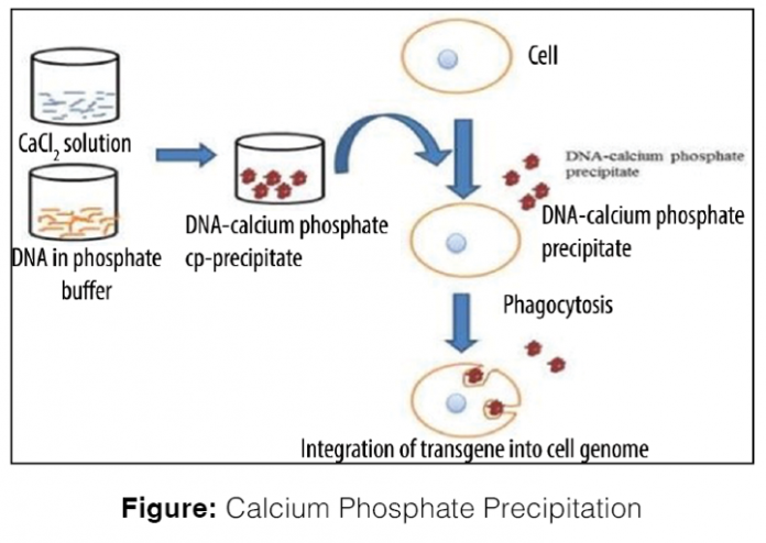 Tools used in Biotechnology: A Complete UPSC Guide