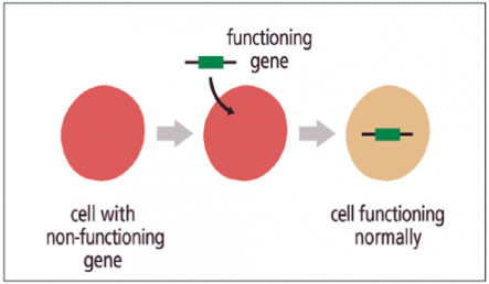 Applications of Biotechnology in Health