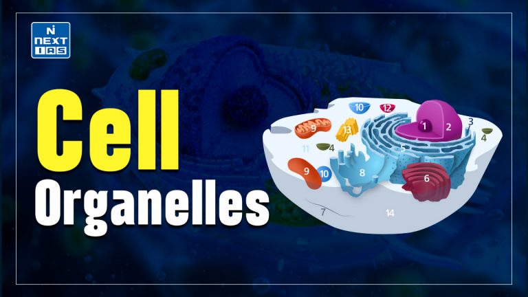 Cell Organelles: About, Types, Functions, Structure & More