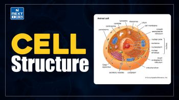 Cell Structure: About, Types, Functions & More