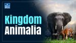 Kingdom Animalia: About, Classification, Examples & More