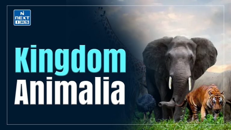 Kingdom Animalia: About, Classification, Examples & More